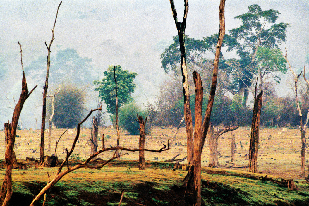 Trees | Magnum Photos