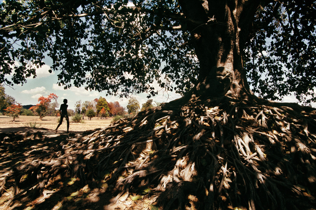 Trees | Magnum Photos