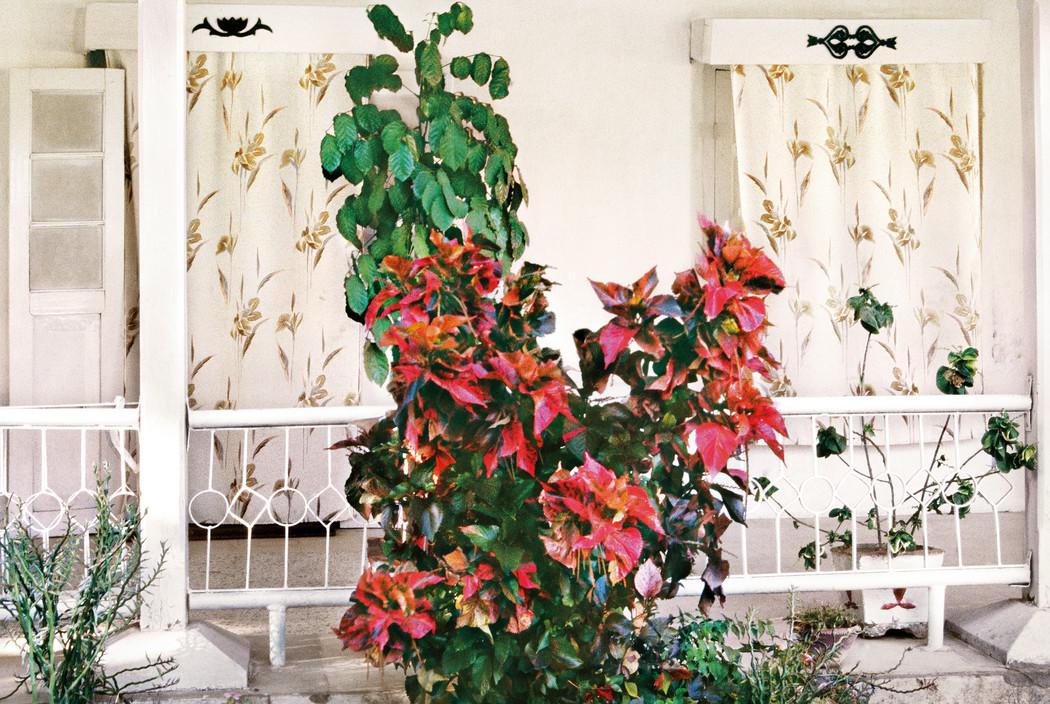 Trees | Magnum Photos