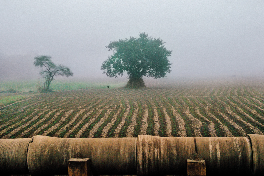 Trees | Magnum Photos