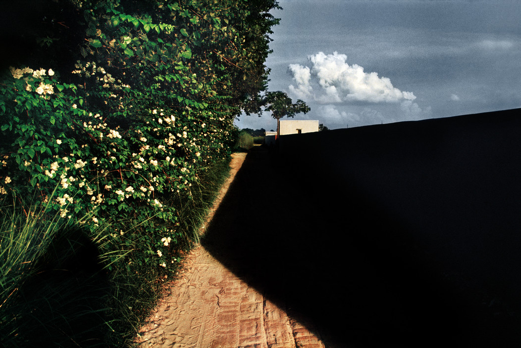 Trees | Magnum Photos