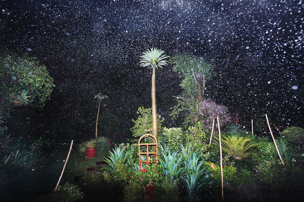 Trees | Magnum Photos