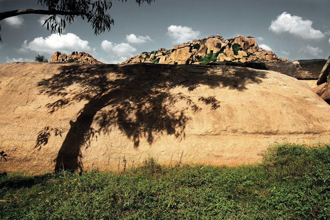 Trees | Magnum Photos