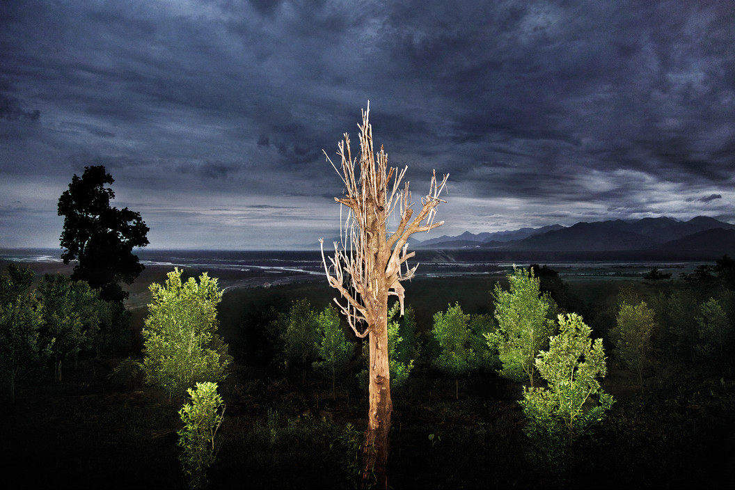 Trees | Magnum Photos