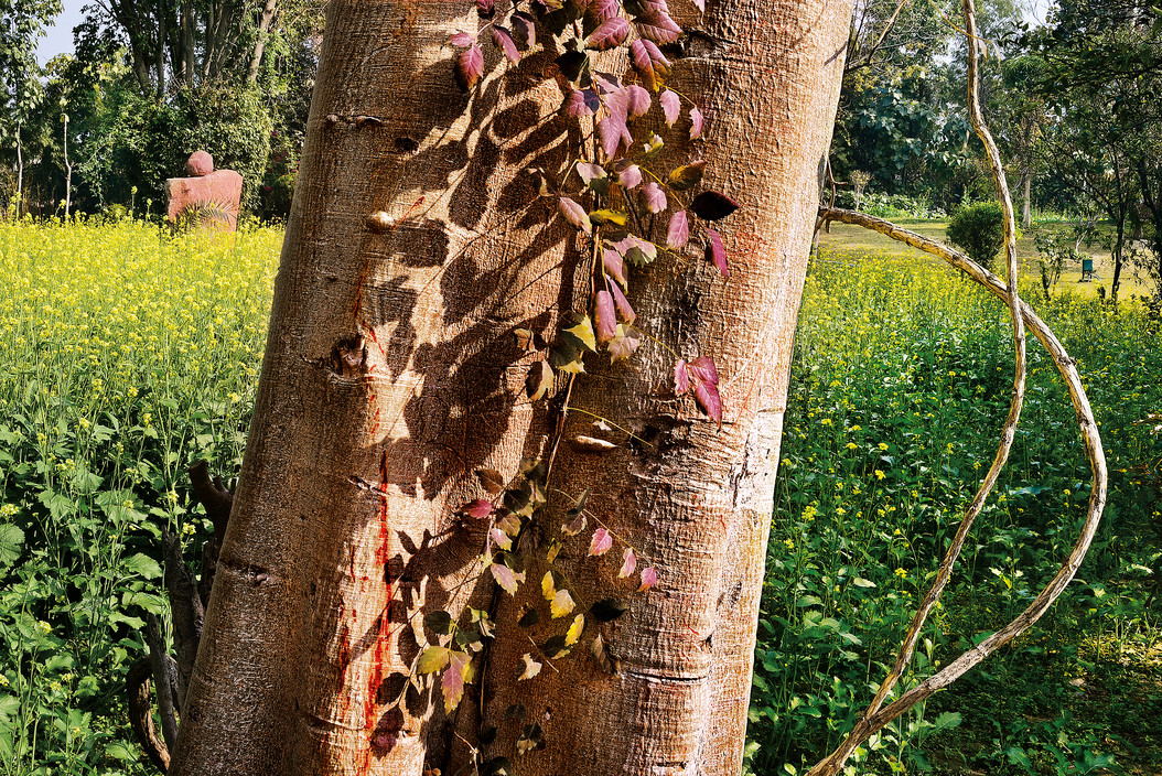 Trees | Magnum Photos