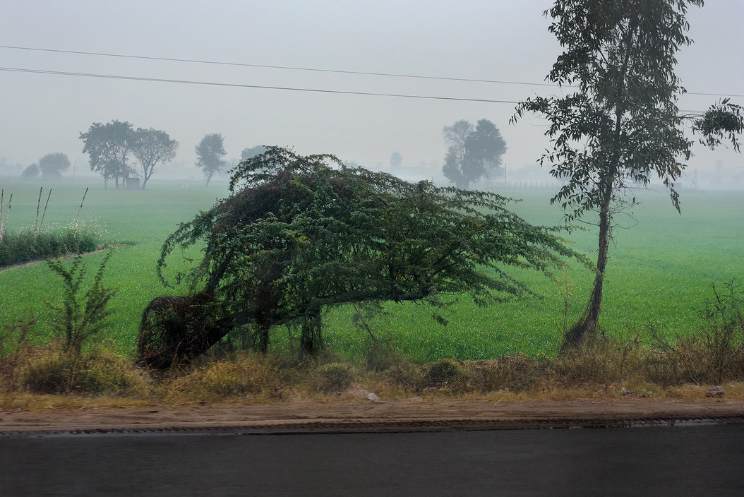 Trees | Magnum Photos