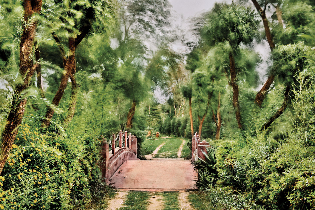 Trees | Magnum Photos