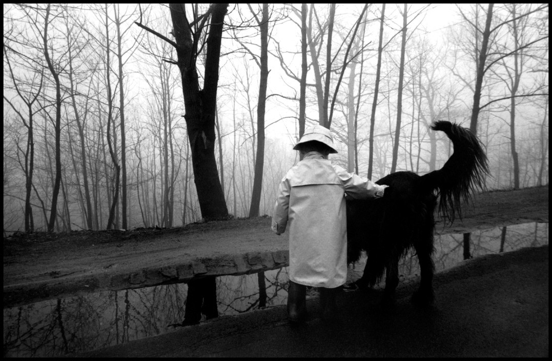 Dog Dogs | Magnum Photos