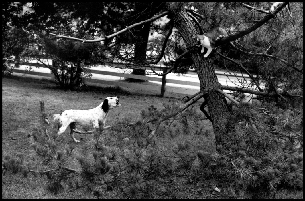 Dog Dogs | Magnum Photos