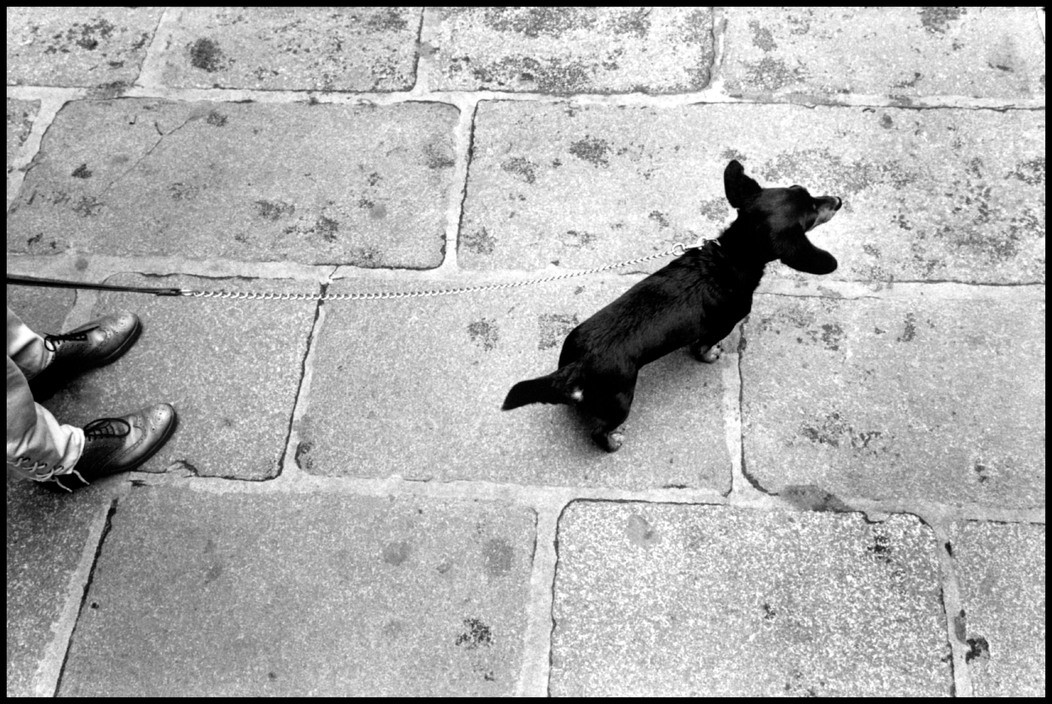 Dog Dogs | Magnum Photos