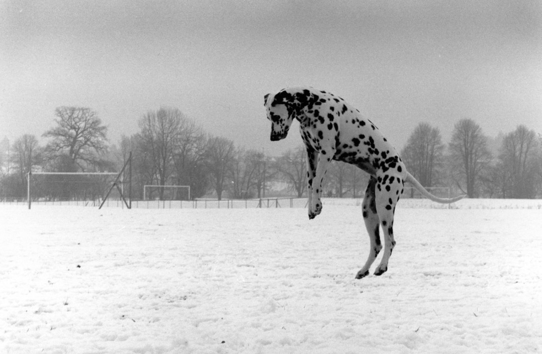 Dog Dogs | Magnum Photos
