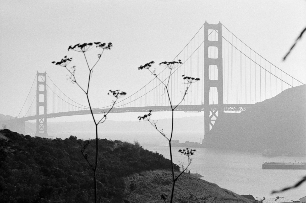 Trees of Life • Magnum Photos